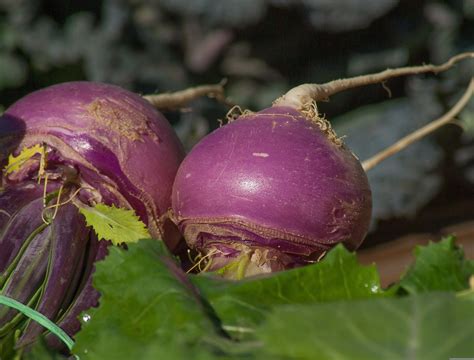 Growing Turnips In The Garden A Complete Guide