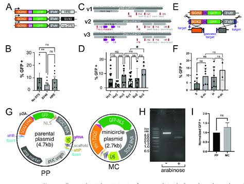 Donor Plasmid Optimization For Gene Editing By Homology Directed Download Scientific Diagram