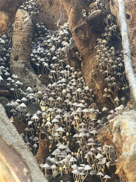 Any Possible Ids Rmushroomsandforaging