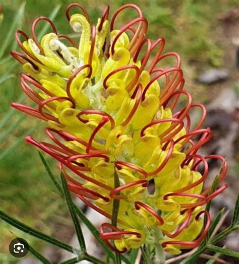 Outback Sunrise Killuke Nursery