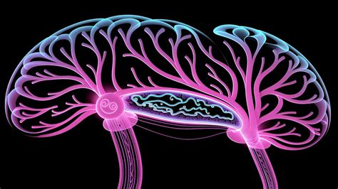 Premium Photo Photo Of A Digital Rendering Of A Human Brain Showcasing Its Intricate Structures