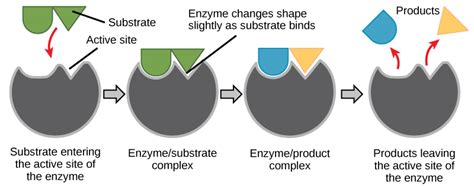 Enzyme Substrate Complex Animation