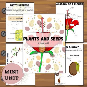 Plants Seeds Mini Unit Study Including Pollination Anatomy Photosynthesis