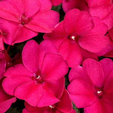 Impatiens Compact Rose Glow Sunpatiens Shopic