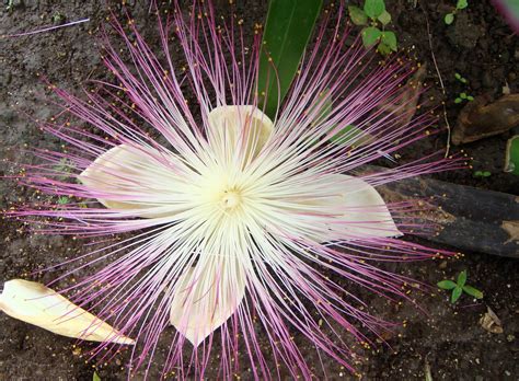 Country Living S Simple Delights Flowers Of Tonga