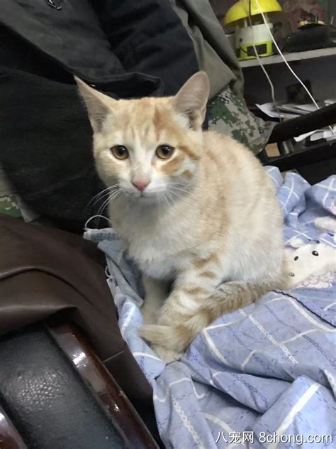 小狸猫，小橘猫中华田园小花猫 黑龙江宠物猫中华田园猫 八宠网