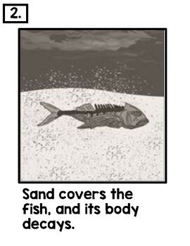 Steps Of Fossilization Poster Set EL Education Grade M U L