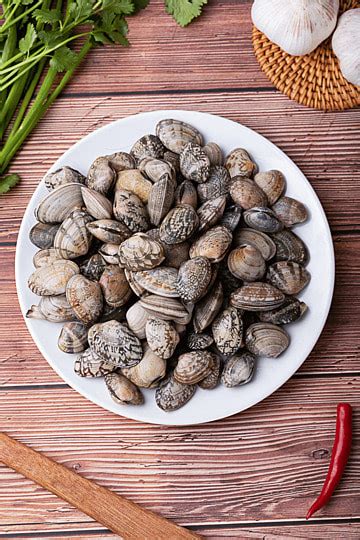 바다 일러스트 조개 조개 클립 아트 자연 바닷가 Png 일러스트 및 Psd 이미지 무료 다운로드 Pngtree