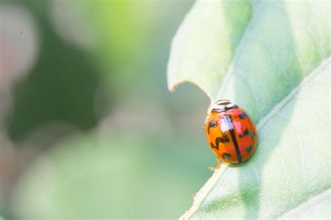 Premium Photo Close Up Of Ladybug On Leaf
