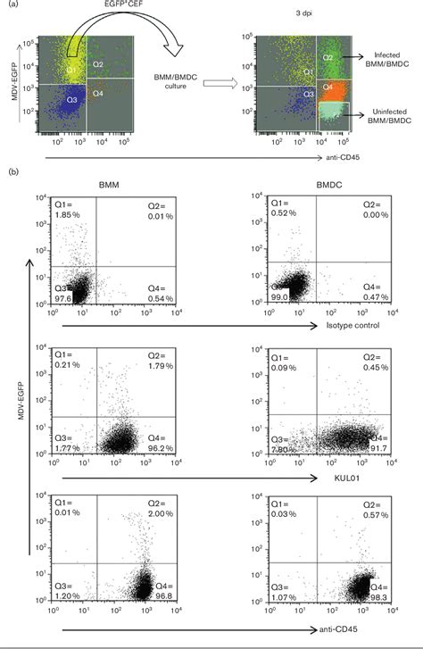 Figure 1 From Mareks Disease Virus Infection Of Phagocytes A De Novo