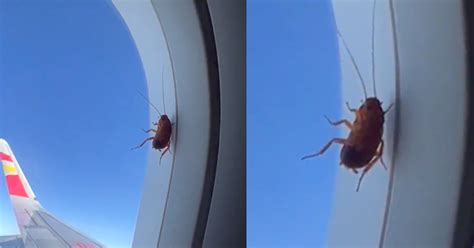 Cockroach Surviving Freezing Cold On A 3 Hour Flight Is Proof Theyll