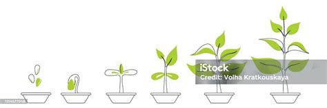 단계 식물 성장 모종 원예 식물 인포그래픽 을 심기 씨앗은 땅에 싹이 진화 개념 새싹 식물 나무 성장 농업 아이콘 플랫 스타일의 벡터 일러스트레이션 개발에 대한 스톡 벡터