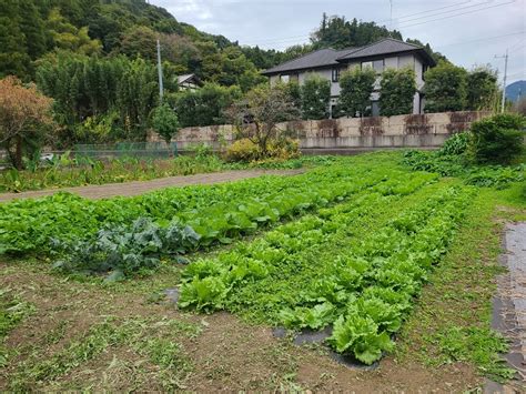 冬野菜畑除草 kii農園の日記