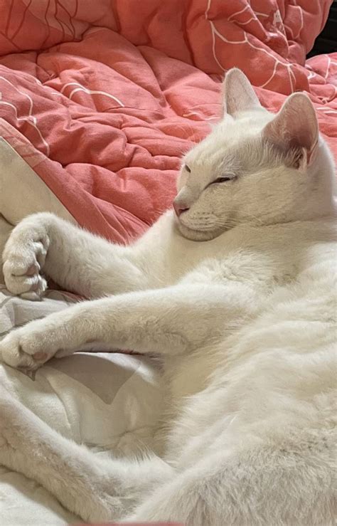 우리 고양이 자려고 하는데 진짜 못생겼다 인스티즈 Instiz 일상 카테고리