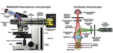 Fluorescence Microscope Diagram