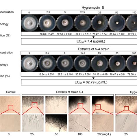 Figure Antagonistic Eeects Of Hygromycin B And Strain N Extracts Download Scientific Diagram