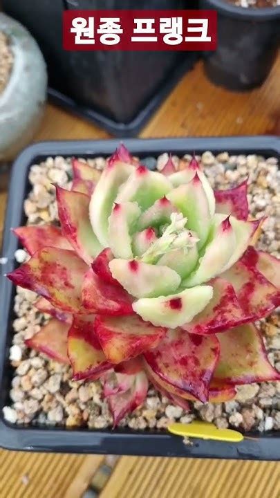 다육이 원종프랭크 다육식물 Succulents 임영웅 多肉植物 Youtube