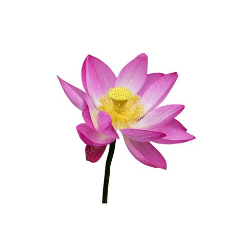 Transparent Layer White Transparent Chinese Wind Lotus Png Transparent Layer Material Lotus