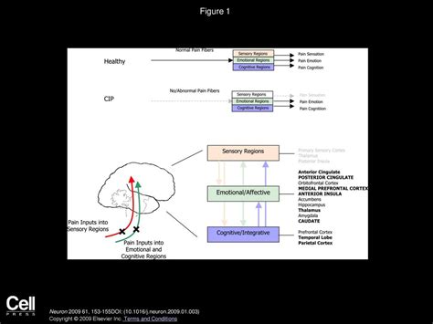 Emotional Pain Without Sensory Pain—dream On Ppt Download