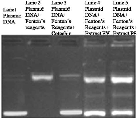 Effects Of Extracts On Radical Induced Dna Degradation Plasmid Dna Was Download Scientific