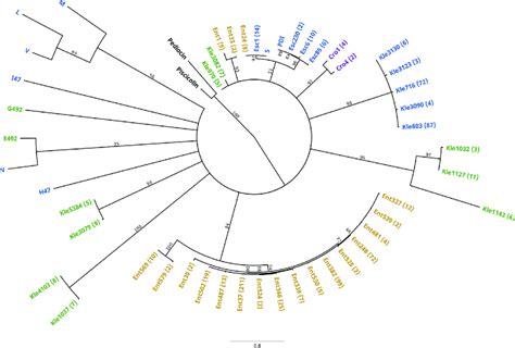 Phylogeny Of Putative Microcins From Enterobacteriaceae Species A