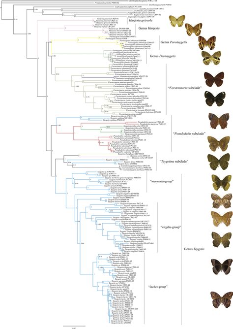 Consensus Phylogeny From The Bayesian Inference Analysis Of The