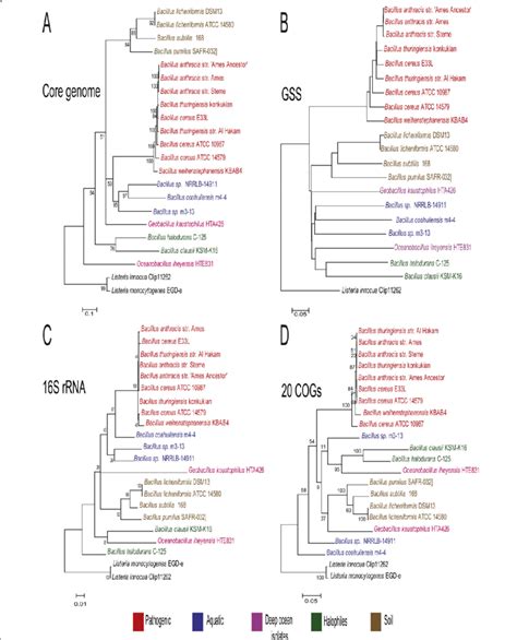 phylogenetic reconstruction for bacillus a concatenated 814