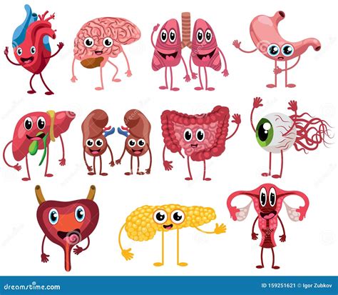 Cute Organs Cartoon Vector 59780219