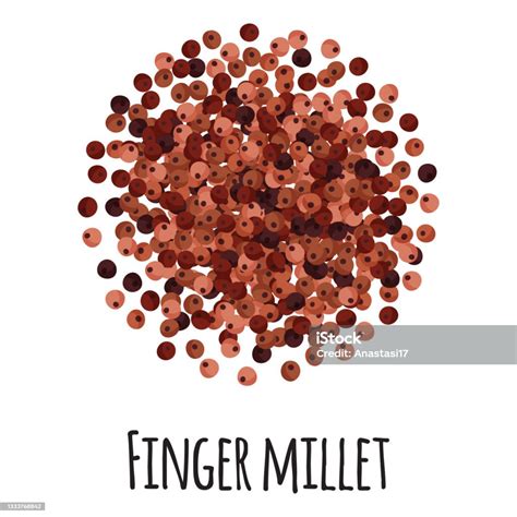 템플릿 농부 시장 디자인 라벨 및 포장을위한 손가락 기장 천연 에너지 단백질 유기농 슈퍼 푸드 조류 곡물에 대한 스톡 벡터 아트 및 기타 이미지 Istock
