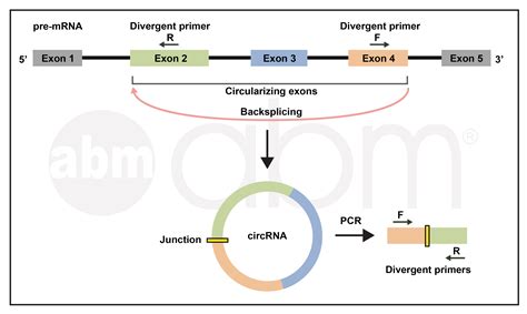 Circrna Methods Of Enrichment Detection And Analysis Abm Inc