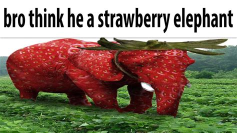 Bro Think He A Strawberry Elephant Youtube