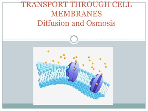 Diffusion And Osmosis Cell Membrane Transport