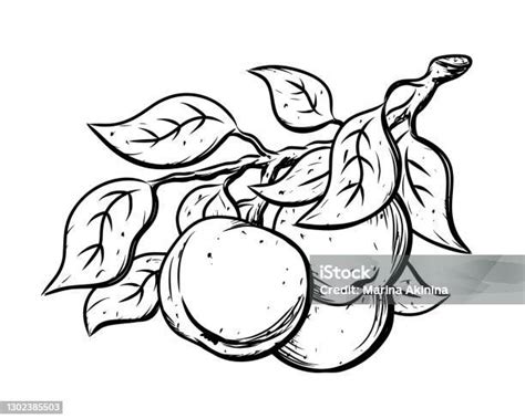 나뭇잎이 있는 사과의 잉크 스케치 정원 과일의 검은 선형 클립 아트 사과에 대한 스톡 벡터 아트 및 기타 이미지 사과 나뭇가지 벡터 Istock