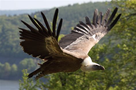 Geier im Flug (Forum für Naturfotografen)