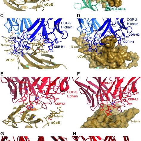 Cop Recognition Of Ccpe Epitopes Potential Interactions Between Cop 2