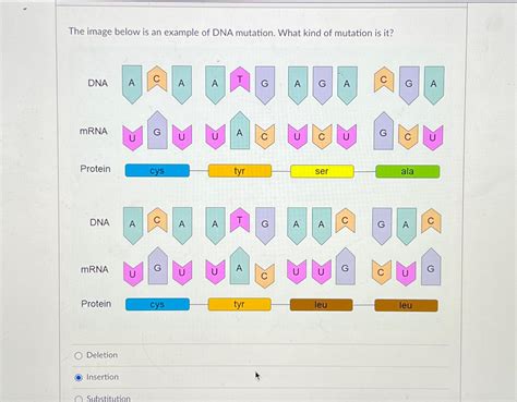Solved The Image Below Is An Example Of Dna Mutation What