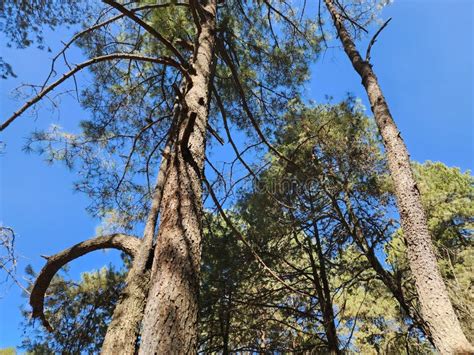 Temperate Forest Trees For Environmental Care Stock Image Image Of Area Nature 270964179