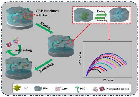 Molecularly Imprinted Polymer Based Sensors For Protein Detection