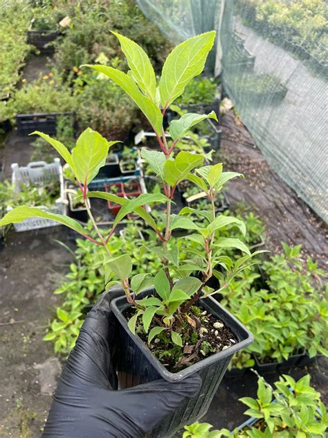 Гортензия метельчатая Киушу (Kyushu) 15-20 см купить за 150 руб с доставкой