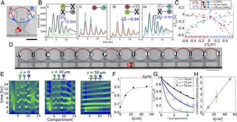 Entrainment And Synchrony In Coupled Compartments A Overlay Image Of