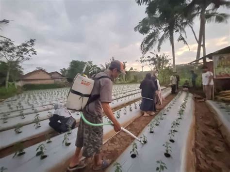Aplikasi Jakaba Sebagai Alternatif Pupuk Yang Ramah Lingkungan Di Desa