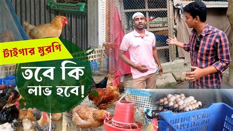 টাইগার মুরগি ডিস ব্যবসায়ীর বাণিজ্যিক টাইগার মুরগির খামার ঝুকি কম লাভ বেশি কৃষি ঘর Youtube