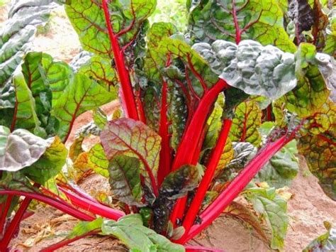Swiss Chard Ruby Red Swiss Chard Premier Seeds Direct Ltd