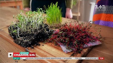Як виростити на підвіконні наймоднішу зелень сезону мікрогрін Зелена ділянка Youtube