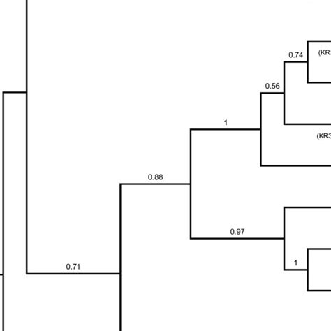 the ml tree with bootstrap values higher than 50 obtained for the