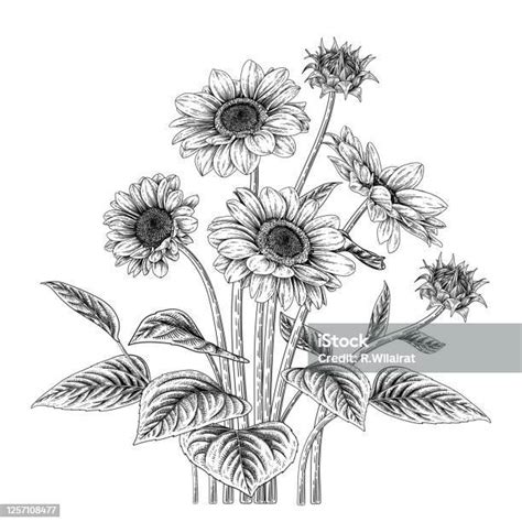 스케치 플로럴 장식 세트 해바라기 도면 흰색 배경에 고립 된 라인 아트와 흑백 손으로 그린 식물 삽화 요소 벡터입니다 해바라기에 대한 스톡 벡터 아트 및 기타 이미지