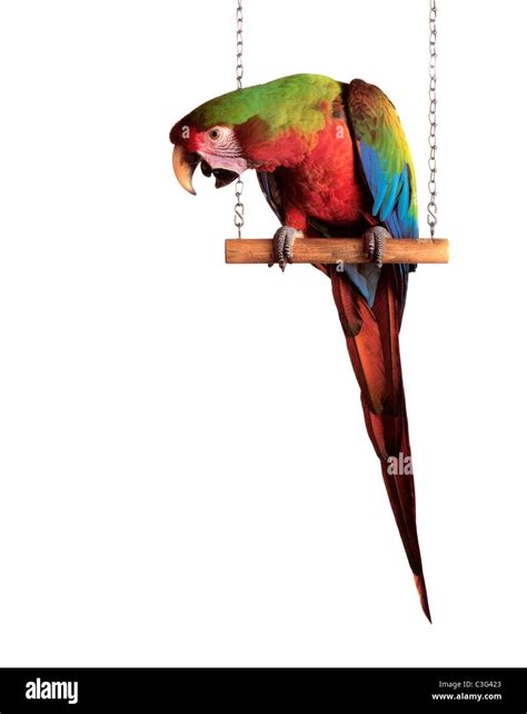 Squawk Cut Out Stock Images And Pictures Alamy