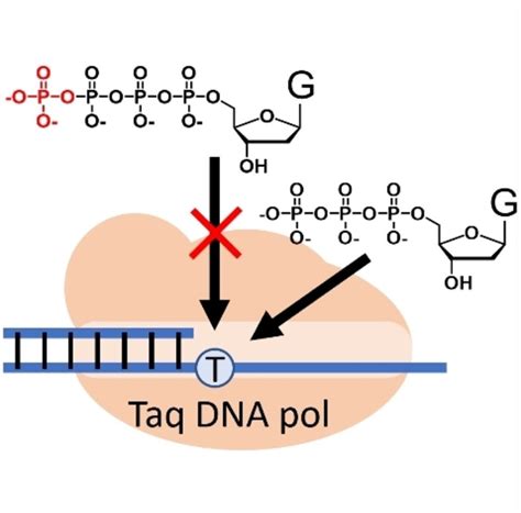 The Effect Of γ Phosphate Modified Deoxynucleotide Substrates On Pcr