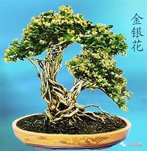 金银花盆景怎么修剪 金银花盆景 榕树盆景怎么修剪带图 文秘苑图库