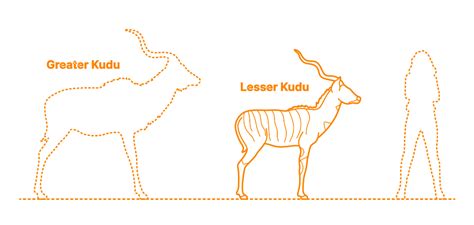 Lesser Kudu Tragelaphus Imberbis Dimensions And Drawings